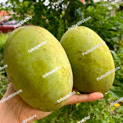 Jual MANGGA KWENI MATANG POHON PROBOLINGGO - Jakarta Selatan ...