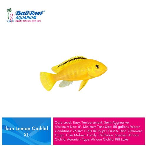 Jual Ikan Hias Air Tawar Lemon Cichlid African Lemon Cichlid Xl - Kota ...