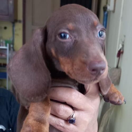 Jual Anjing Mini Dachsund Tekel Jantan Red Tan - Kota Surakarta ...