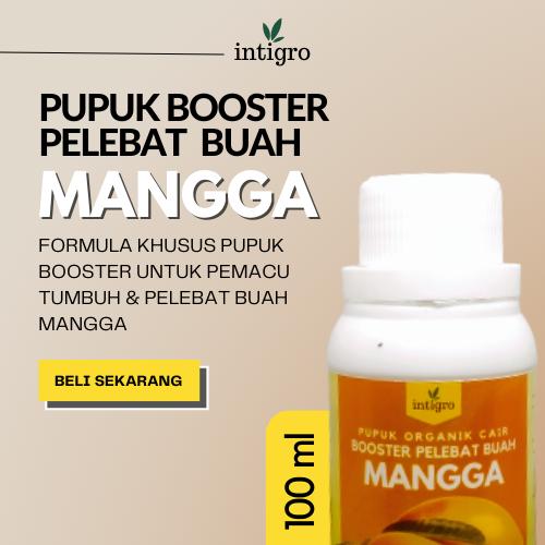 Jual Pupuk Booster Mangga Pelebat Buah / Pupuk Mangga Cepat Berbuah ...