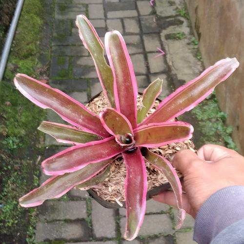 Jual tanaman bromelia fireball tricolour - Kab. Bandung Barat - Akar ...
