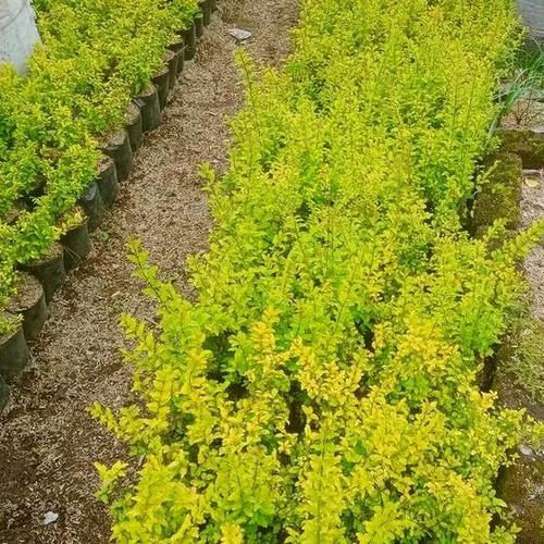 Jual bibit tanaman hias legistrum kuning Bonsai legistrum kuning - Kab ...