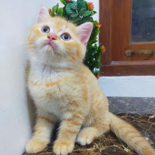 Jual kucing scottish straight pure non ped - Kota Surakarta ...