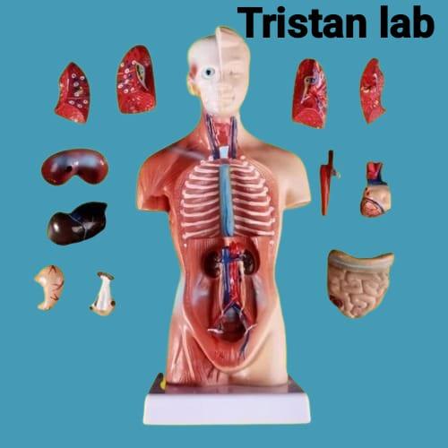 Jual Kerangka Manusia Alat / Alat Peraga 1 Set Tubuh manusia 15 Organ ...