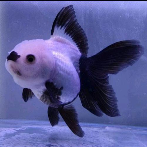Jual Koki Oranda Panda - DEWASA 10-12 CM - Kota Bandung - MULTI ANIMAL ...