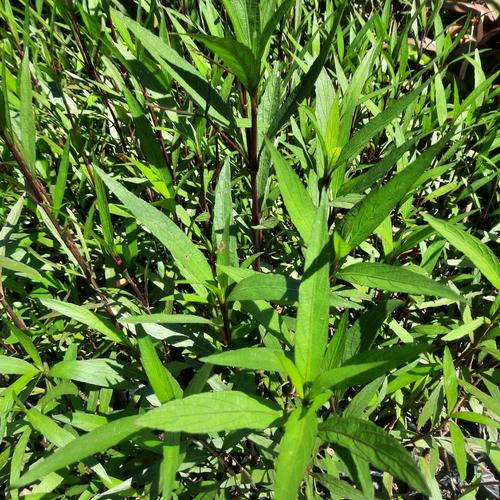 Jual Tanaman Gandarusa Vulgaris - Kab. Maros - Toko Bunga Zuhra Maros ...