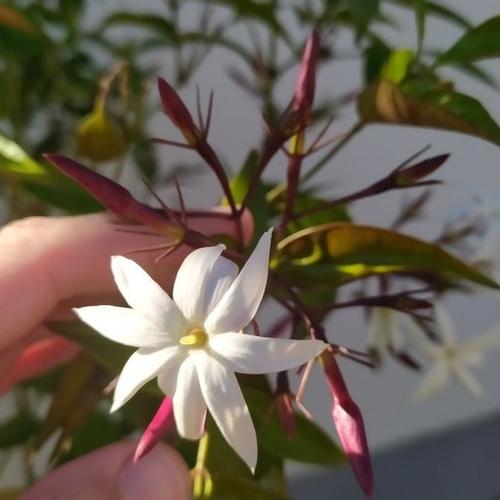 Promo Tanaman Melati Gambir import/ Jasminum Natidum/ 100% ASLI ...