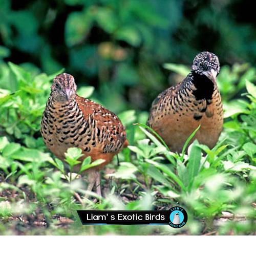 Jual Burung Puyuh Hutan Sepasang - Jakarta Timur - Liam' s Exotic Birds ...