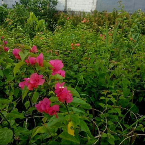 Jual Tanaman bunga Bougenville | bibit pohon bugenvil - Kab. Bogor ...