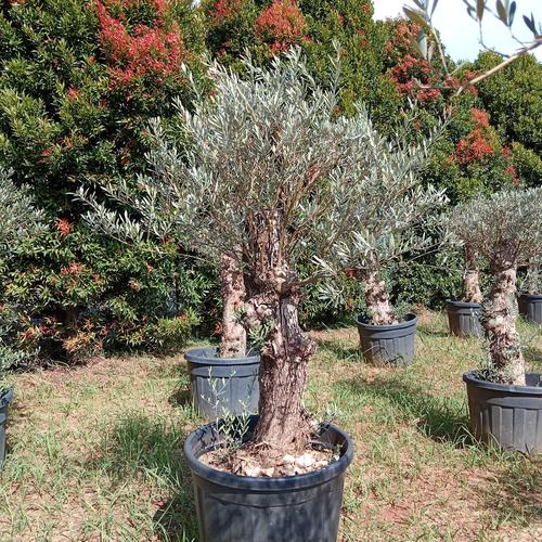 Jual Pohon Olive tree - Kab. Bogor - Taman Nuansa Indahh | Tokopedia