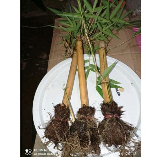 Jual Bibit bambu kuning sudah tumbuh tunas\daun - Kota Tasikmalaya ...