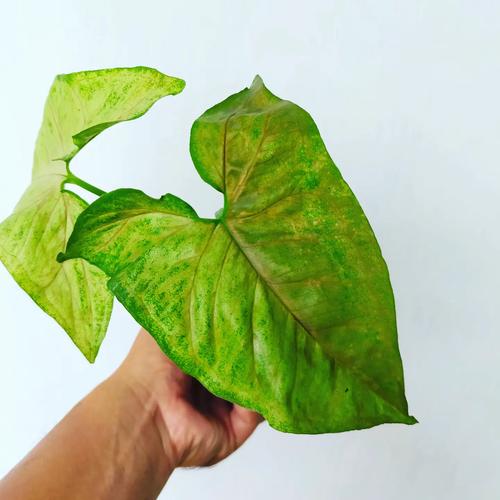 Jual Syngonium Matcha Sprinkle | Tanaman Hias Indoor - Kota Depok ...