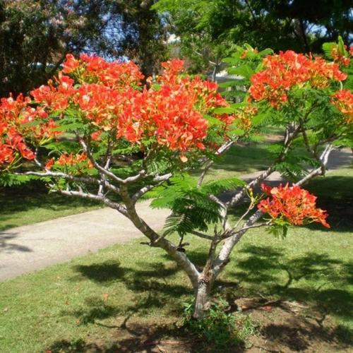 Jual pohon flamboyan merah besar - tinggi 3 - 5 meter - Kab. Bogor ...