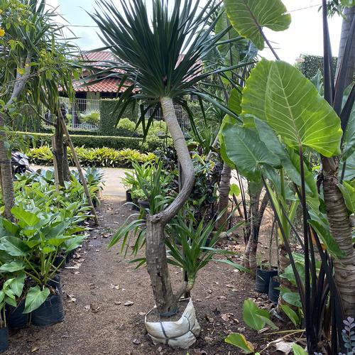 Jual Tanaman Pandan Bali Tinggi 2 Meter 01 - Jakarta Barat - little ...