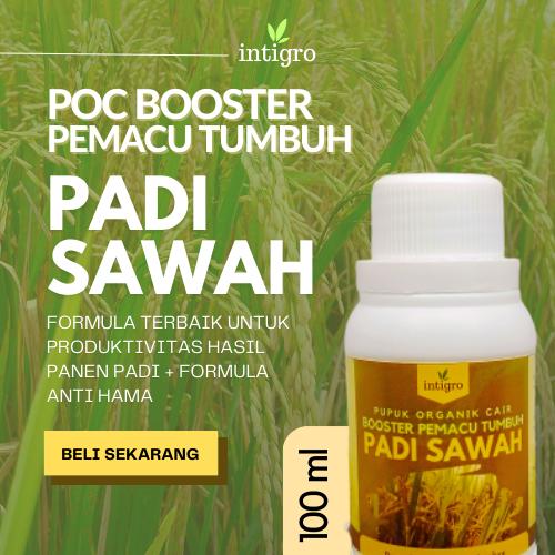 Jual Pupuk Pelebat Padi Sawah / Pupuk Penyubur Tanaman Padi POC Booster ...
