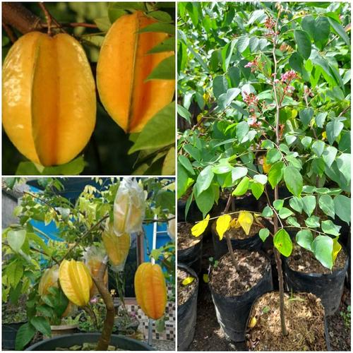 Jual Tanaman Belimbing Madu / Belimbing Wulan / Belimbing Buah Besar ...