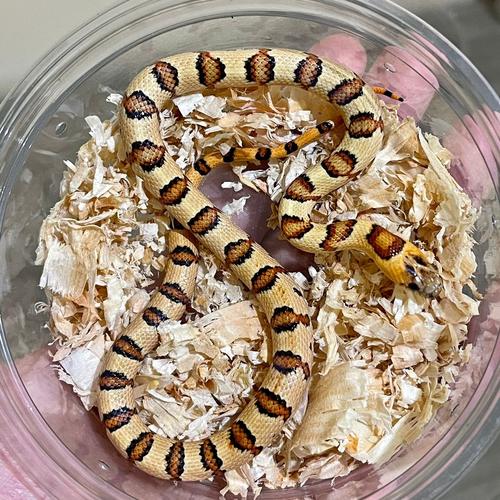 Jual thayeri kingsnake male female no cornsnake bp ball python retic ...