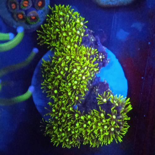 Jual Coral Green Star Polyp Hijau Metalik Mata Hijau - Jakarta Barat ...