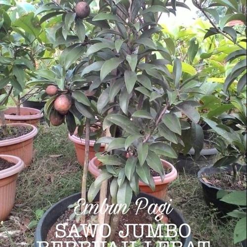 Jual Bibit Buah Sawo Jumbo Thailand Tinggi 2 meter berbuah batang besar ...