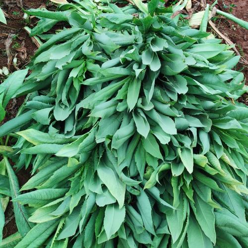 Jual Sayur Fumak 1kg Segar, Fumak, bukan Siomak, Kaktus, Kembang Sepatu ...