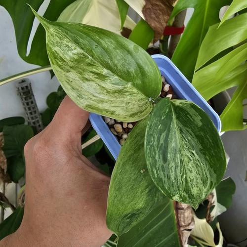 Jual Scindapsus Blue Marble - Jakarta Barat - Primrose Garden | Tokopedia