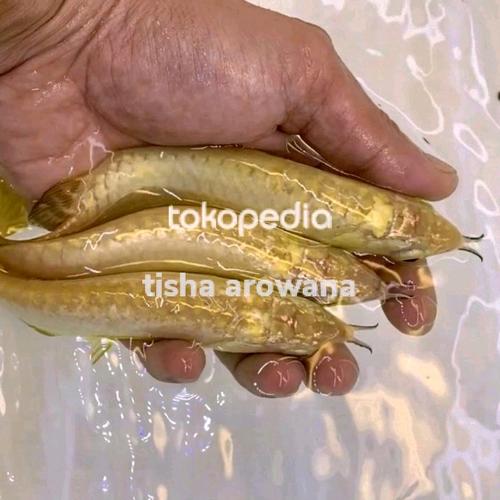 Jual arwana golden crossback 24k gold head malay - Jakarta Timur ...