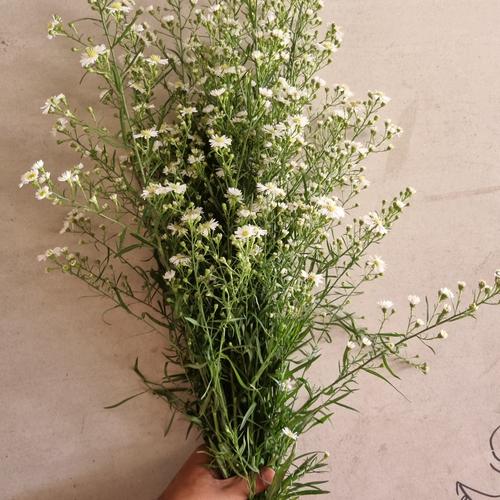 Jual bunga pikok/ peackok/magrid - Kota Tangerang Selatan - Home Flower ...