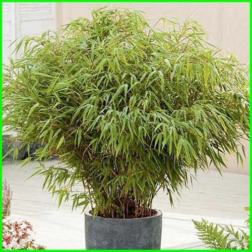 Jual Tanaman Bambu Jepang / Japanesse Arrow Bamboo / Bambu Jepang Pot ...