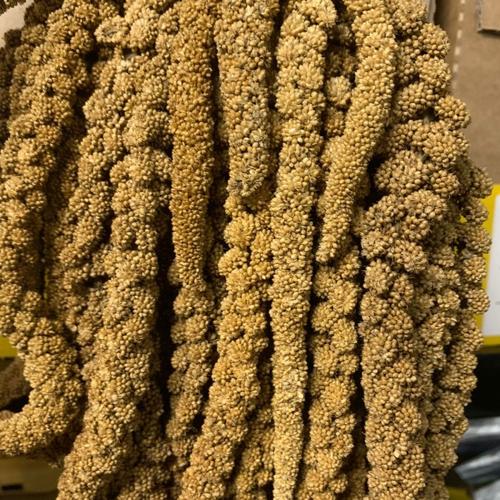 Jual JEWAWUT CREAM TANGKAI 1 KG JEWAWUT GANTUNG MAKANAN PARKIT FINCH LB ...