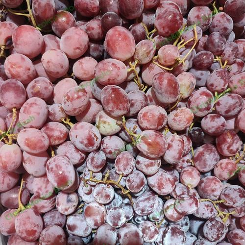 Jual Buah Anggur Merah Australia Manis 1 Kg - Jakarta Timur - Chris ...