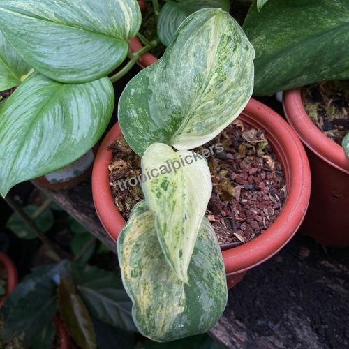 Jual scindapsus pictus variegata - exotica yellow variegata - Kab ...