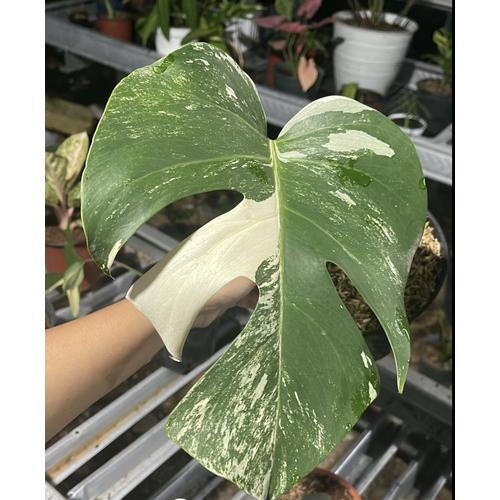 Jual monstera variegata marble - Kota Malang - LG ACC MO | Tokopedia
