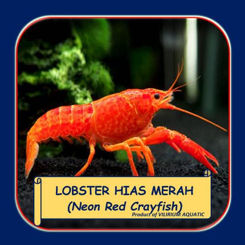Promo IKAN HIAS AIR TAWAR - LOBSTER RED DEVIL (±3cm) - Jakarta Pusat ...