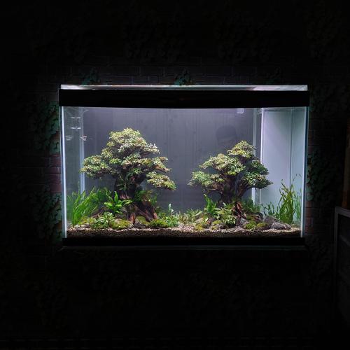 Jual Bonsai Aquascape Hiasan Aquarium Jumbo Ukuran 60 cm - buce asli ...