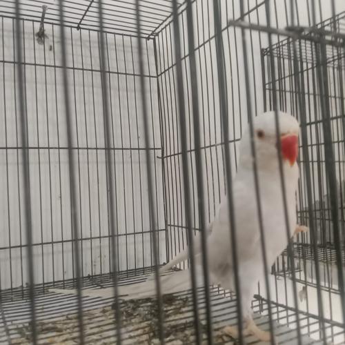 Jual irn albino mapan mantan jinak - Kota Tangerang - AgusPetshop_id ... Jual irn albino mapan mantan jinak - Kota Tangerang - AgusPetshop_id ...