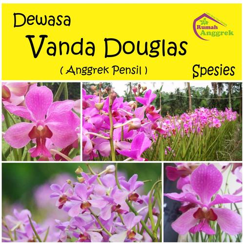 Jual Anggrek Vanda Douglas hybrid douglass spesies dewasa pensil ...