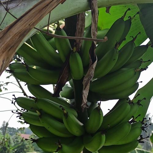 Jual Pisang goroho,musa akuminafe,pisang herbal kaya manfaat,persisir ...