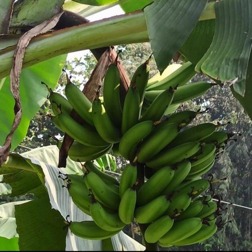 Jual Pisang goroho,musa akuminafe,pisang herbal kaya manfaat,persisir ...