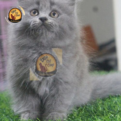 Jual Kucing Persia Blue Solid Flatnose Long Hair - Jakarta Pusat ...