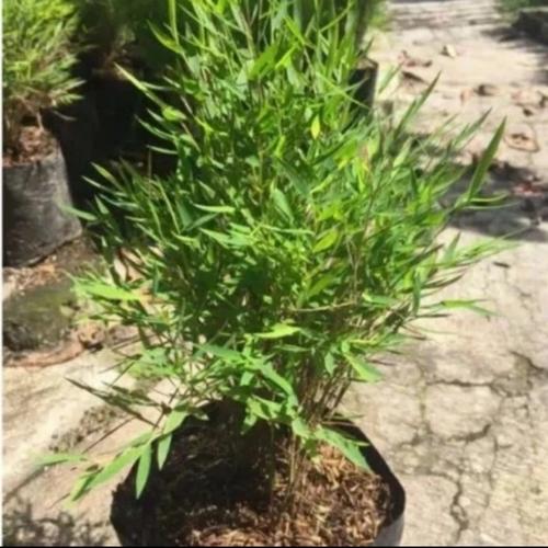 Jual tanaman bambu mini micro atau bambu jepang - Jakarta Selatan ...