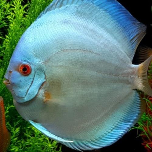 Jual blue diamond/ ikan discus / ikan hias / discus blue /ikan biru ...