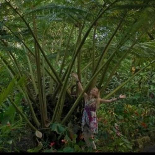 Jual tanaman pakis gajah atau pakis kebo - Kab. Pangandaran - alfariq ...