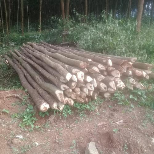 Jual Po kayu Dolken cerucuk proyek Cisarua puncak Bogor - Kab. Bogor ...