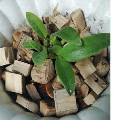 Jual media tanam kayu kopi cacah 1kg - Kab. Pangandaran - Tumbuhan hias ...