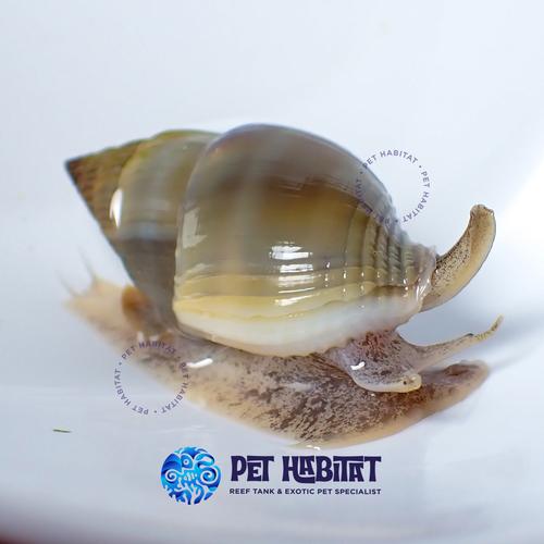 Promo Nassarius Snail Detritus Cleaner Keong Cleaning Crew Ikan Hias ...