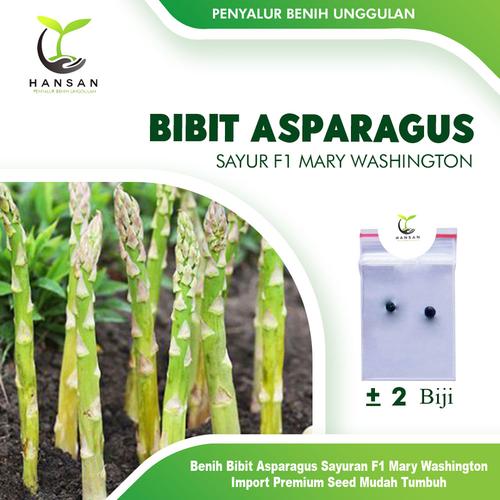 Promo 2 Bibit Asparagus Sayur F1 Mary Washington Benih Sayuran Import ...