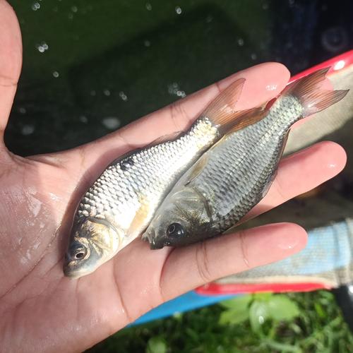 Jual Bibit ikan mas Hitam - Kota Bekasi - Benih ikan Berkualiatas ...