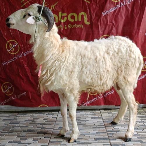Jual domba qurban / kambing qurban / domba kambing kurban - Kota ...