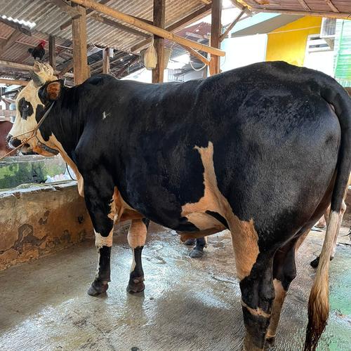 Jual Sapi Qurban Jantan 2023 - Bobot 250 Kg - Jakarta Selatan - Haji ...