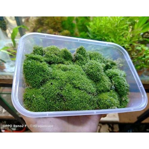 Jual Moss Mutiara Paludarium Porsi Box 18x12 Tanaman paludarium ...